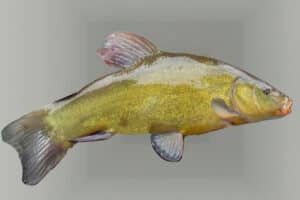 Big Tench Venues (With Records) | Fishery Guide