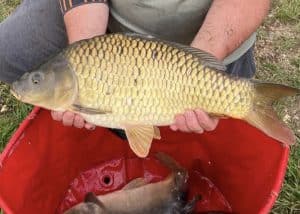 F1 Carp - Identifying And How To Catch Them - Fishery Guide