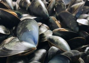 Do Carp Like Mussels? - Fishery Guide