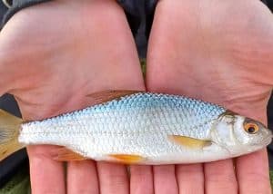Roach vs Rudd: What Are the Differences? - Fishery Guide