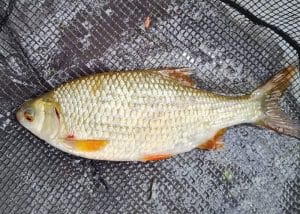 Roach vs Rudd: What Are the Differences? - Fishery Guide