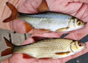 Roach vs Rudd: What Are the Differences? - Fishery Guide
